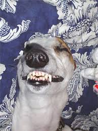Greyhound smile